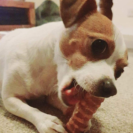 Beef Air Pipe / Trachea 12cm+ - All Natural Dog Chews - Grain & Gluten ...