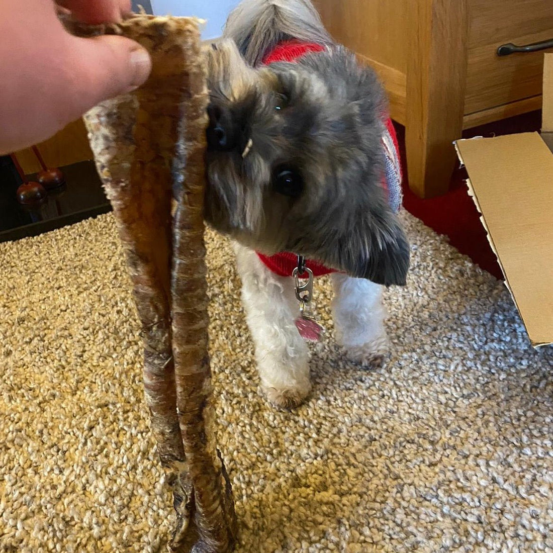 Beef Tracheas - All Natural Dog Chews - Grain & Gluten Free – Chewbox